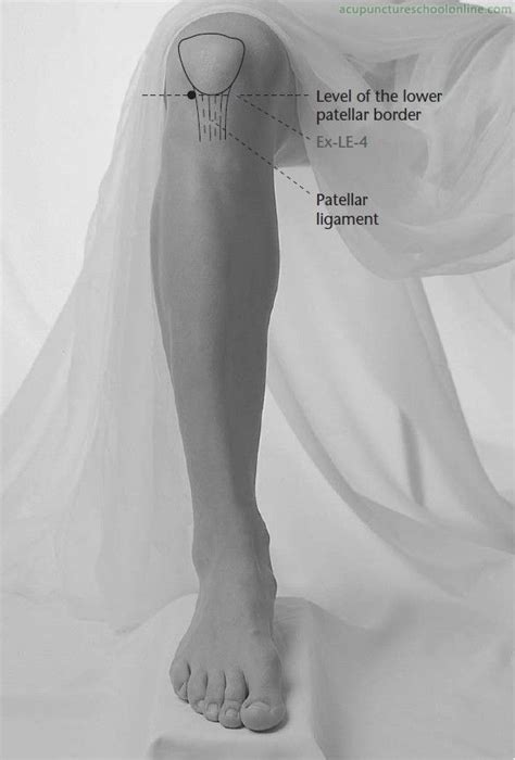 Acupuncture Points Calf At Beth Heard Blog