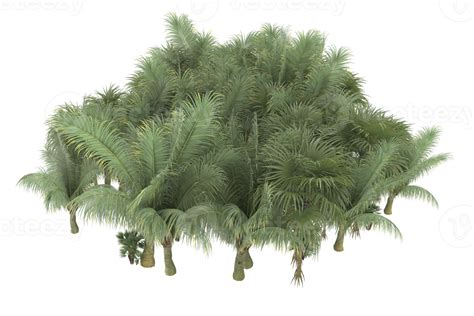Palmeras Aisladas Sobre Fondo Transparente Representaci N D Ilustraci N Png