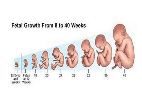 Первые стадии зародышевого развития Формирование и развитие плода 9 класс презентация онлайн