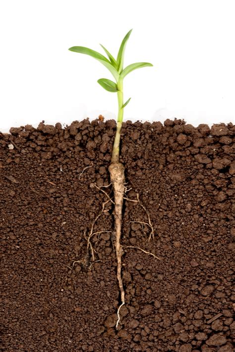 Digging Into Soil Layers Gardeners Should Know About Each One