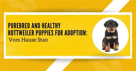 Purebred And Healthy Rottweiler Puppies For Adoption