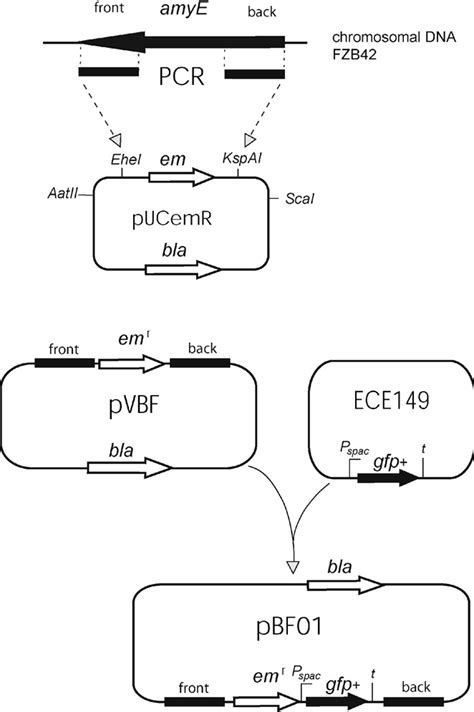 Construction Of Integrative Plasmid Pbf01 See Section 3 For A Complete Download Scientific