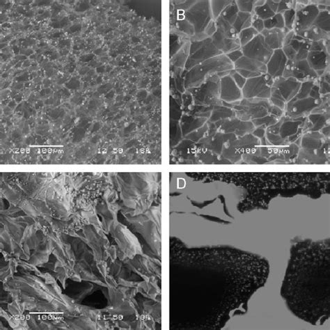 Sem Photographs Of Plga Microspheres A Plga Ptx Microspheres B