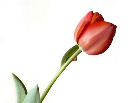 계절 고립된 고요함 꽃 꽃 사진 꽃무늬 꽃잎 낭만적인 단순함 단일 꽃 매크로 몬테 벨로 미니멀리즘 백합과