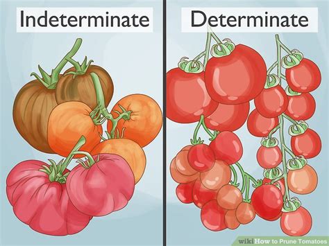 How To Prune Tomatoes Steps With Pictures WikiHow How To Prune Tomatoes Steps With Pictures WikiHow