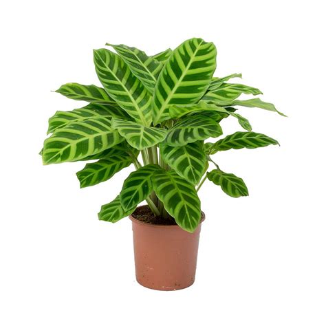Calathea Zebrina Houseplants Zebra Plant Hortology Hortology