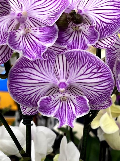 Interesting Moth Orchid Phalaenopsis Cultivar Large Flower With