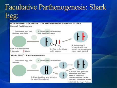 Diagram Diagram Of Parthenogenesis Mydiagramonline