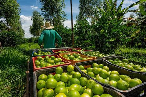 Principais Notícias da Semana no Mundo Agro Agro Insight