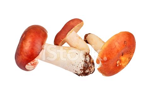 Boletus 새싹 버섯 스톡 사진 Freeimages