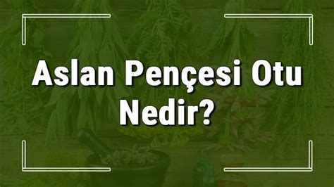 Aslan pençesi otu nedir ne işe yarar ve nerede yetişir Aslan pençesi