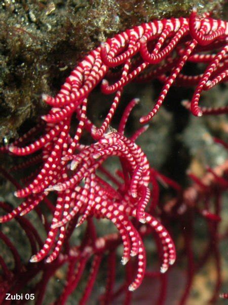 Index Photos Of Feather Stars Crinoidea Unterwasser Fotos Von Haar