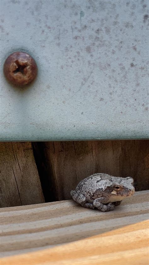 Tiny Loaf At The Playground This Morning Rfrogloaf