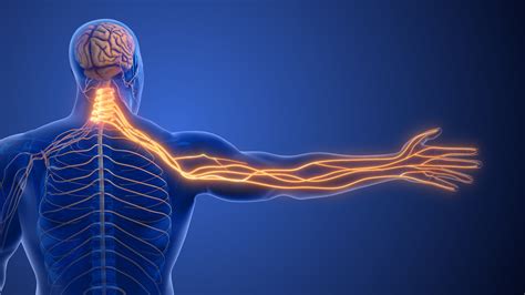 Cervical Radiculopathy Treatment And Physiotherapy Physihop