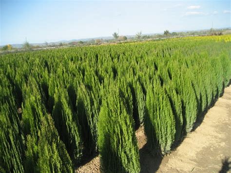Thuja Orientalis Compacta Rasadnik Manojlović