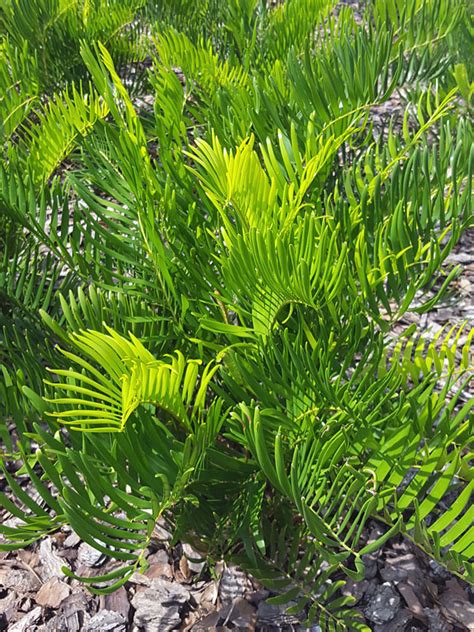 Coontie Palm Cycad Zamia Pumila Urban Palms