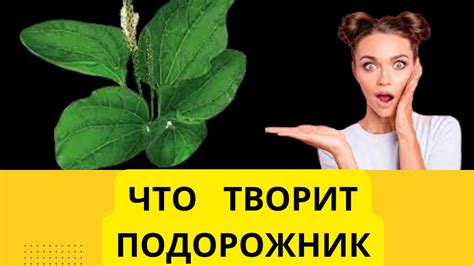 ЧТО ТВОРИТ ПОДОРОЖНИК #здоровье #здоровыйобразжизни #подорожник # ...