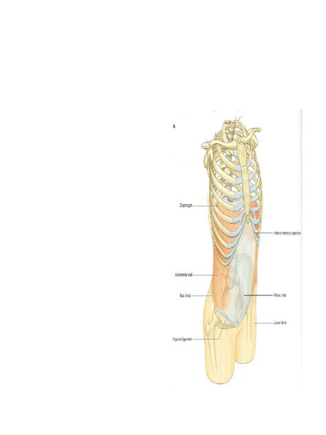 Introduction To Abdoman Pdf