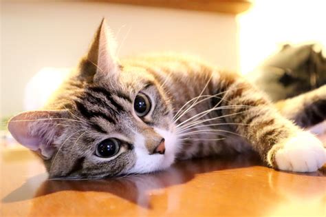 栄養学 ペットフーディスト養成講座 仕事に活きる犬猫の食事の専門家資格