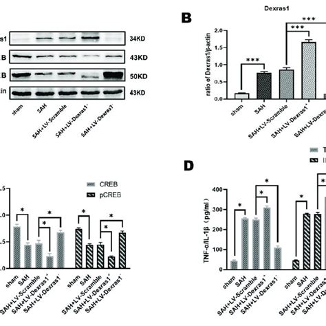 A Western Blot Detection Of Dexras1 Creb And Pcreb Protein Download Scientific Diagram