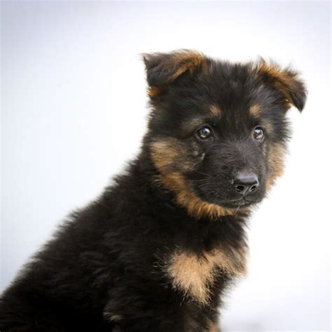 German Shepherd Puppy Ear Stages When Will They Stand Up