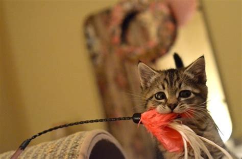 Kitten Or Cat The Eternal Question Answered Way Of Cats