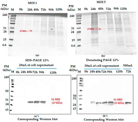 Development Of An Optimized Process For Functional Recombinant Sars Cov