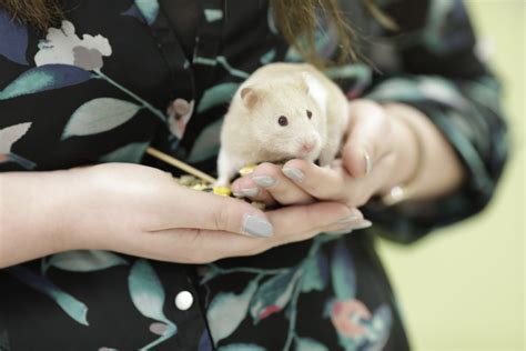 Do Hamsters Hibernate And What Is Torpor Woodgreen