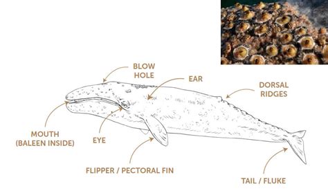 Gray Whale Watching Guide Baja Ecotours