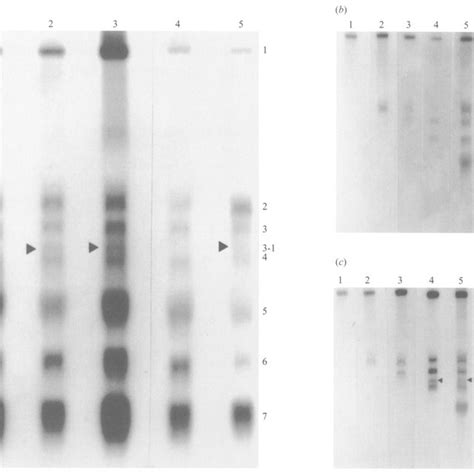 A Northern Blot Analysis Of Total Intracellular Rnas Isolated From