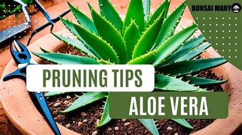 Aloe Vera Pruning Tips Trim For Healthy Growth