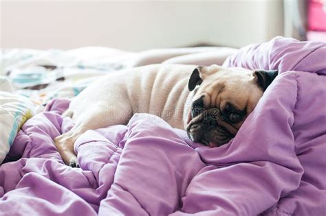 Pug Dog Stock Image Image Of Calm Skin Puppy Black 13232371