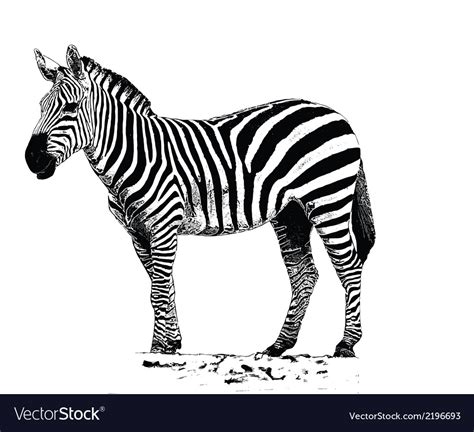 Zebra Royalty Free Vector Image VectorStock