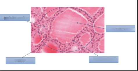Diagram Of Follicle Of Thyroid Quizlet