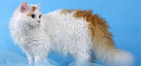 Кудрявые кошки породы
