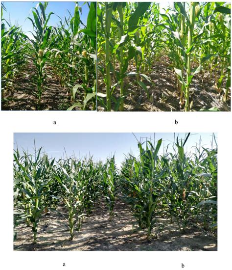 Development Of Corn With Different Tillage Methods A Autumn Moldboard