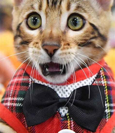 44岁男子 撸猫”后出现怪病，反复高烧不退！医生检查发现→巫先生巴尔淋巴结