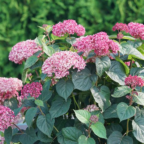 Invincibelle Garnetta® Hydrangea Garden Crossings