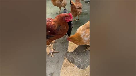 আমি আমার টাইগার মুরগীকে খাবার দিলাম 🐔🍗 দেশি মুরগির যত্ন Backyard