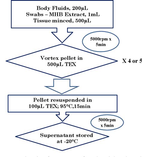Figure 1 From A Simple Sample Processing Protocol And Multiplex Pcr For Direct Detection Of Mrsa