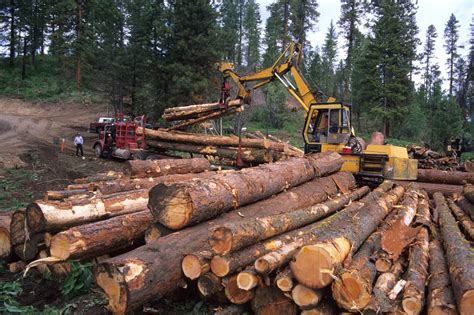 Illegal Timber Logging Activity Degrading Forest Vegetation In Western