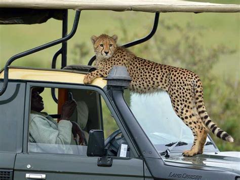 10Tage Tansania Kenia Wildlife Safari Im 4x4 Jeep GetYourGuide