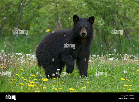 Wild American Black Bear In Summer Grasses In Quetico Provincial Park