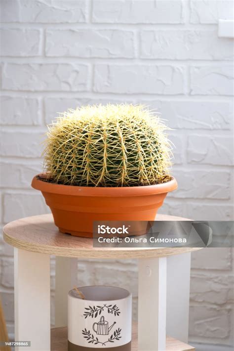흰 벽돌 벽의 배경에 대한 내부의 큰 Echinocactus Gruzoni 가정 작물 생산 냄비에 큰 선인장 0명에 대한 스톡