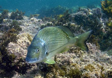 Yellowfin Bream Acanthopagrus Australis Owen 1853 The Australian