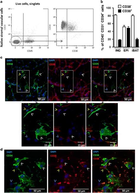 Identification Of The Ectoenzyme Cd38 As A Marker Of Committed