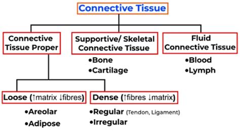 Mnemonics Structural Organisation In Animals Biology Class 11 Neet