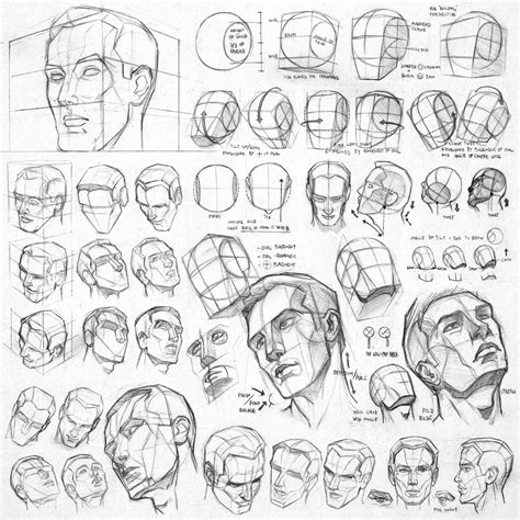Head Anatomy Drawing At Peggy Hodges Blog