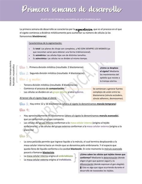 Primera Semana De Desarrollo Futura Medica Udocz
