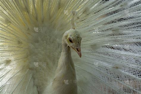 白斑印度孔雀，美丽的白色鸟，尾巴张开